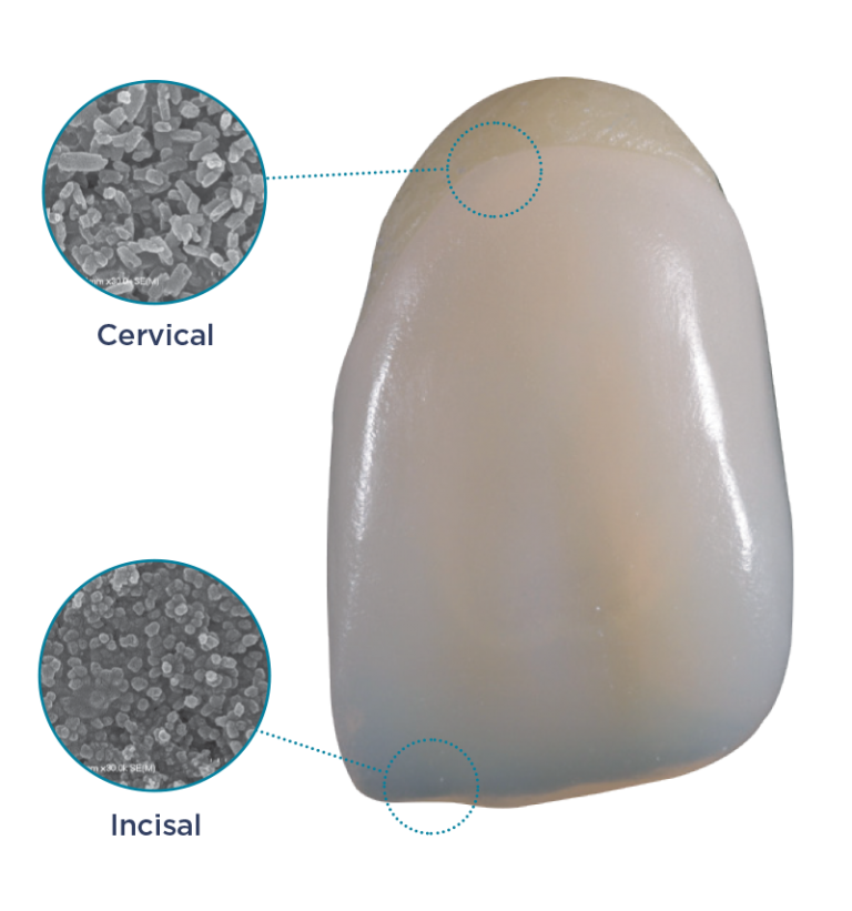 Amber Mill Direct – HASSBIO America